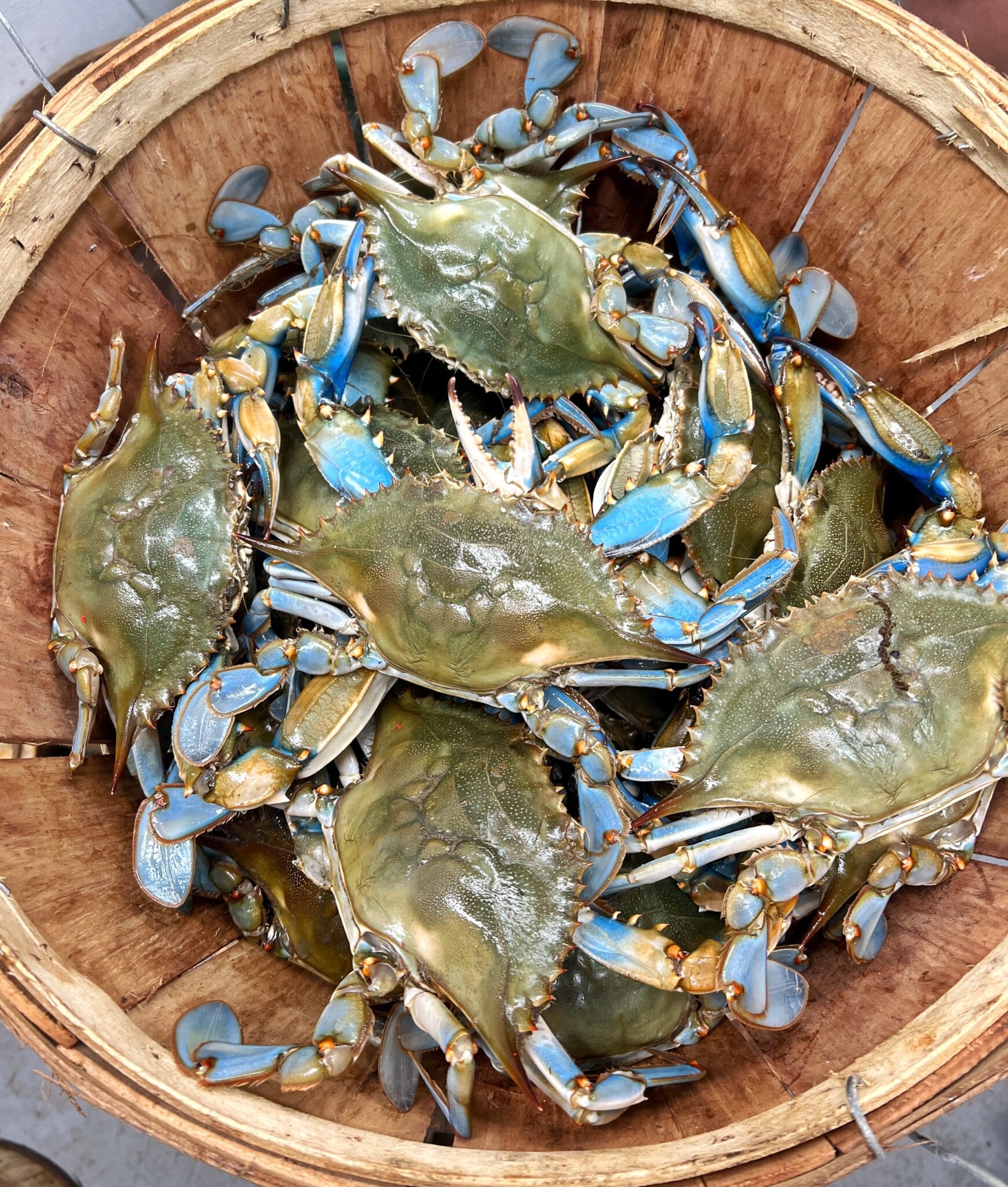 Maryland Steamed Crabs and Fresh Seafood Nottingham